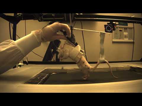 SCI rat stepping with S1 EES