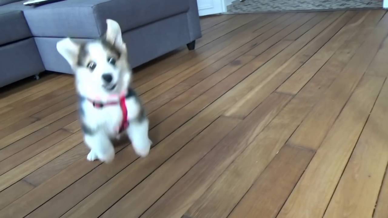 Vicious Corgi Attack! - YouTube