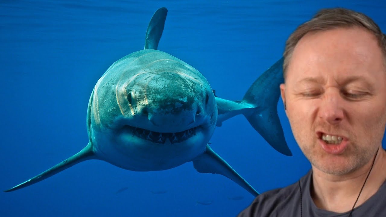 Sick of sharks getting all the credit - YouTube