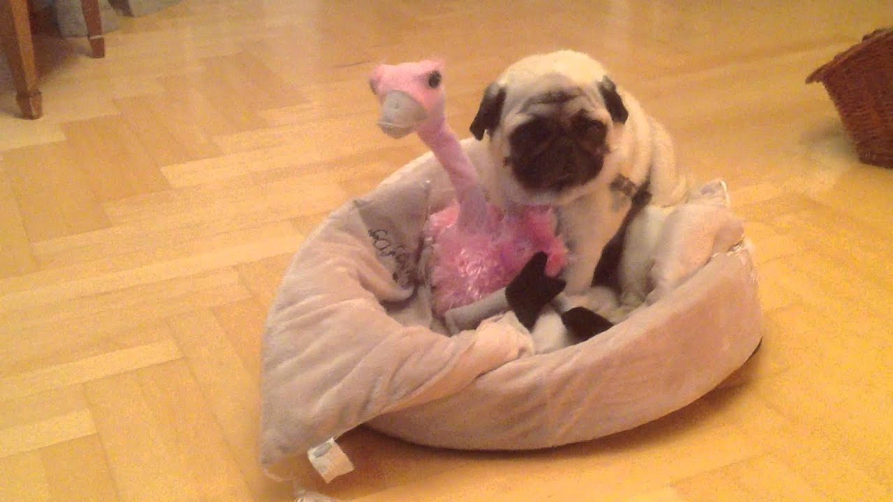 Lustiger mops - YouTube