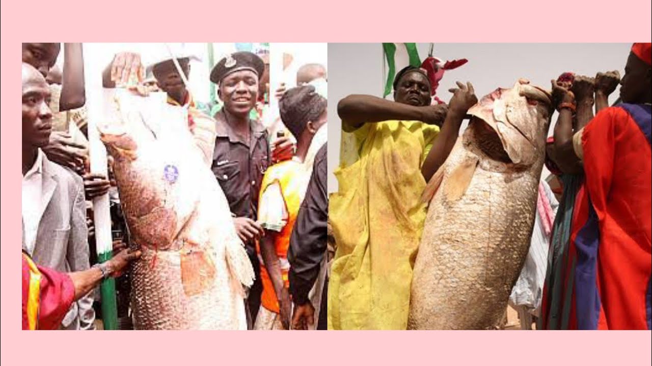 MEET THE MAN WHO CAUGHT THE LARGEST FISH AT ARGUNGUN FISH FESTIVAL IN ...