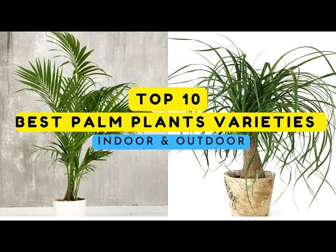 What Are Some Plants In The Palm Tree Family
