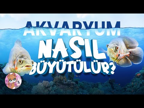 Akvaryum Nasıl Büyütülür Astronot (Oscar) Balığımıza yeni bir ortam inşaa ediyoruz || KARAMEL TV