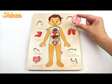 Learn Internal Organs with Puzzle for Kids | Human Body Organs for Toddlers | Body Parts Puzzle 🧠❤️