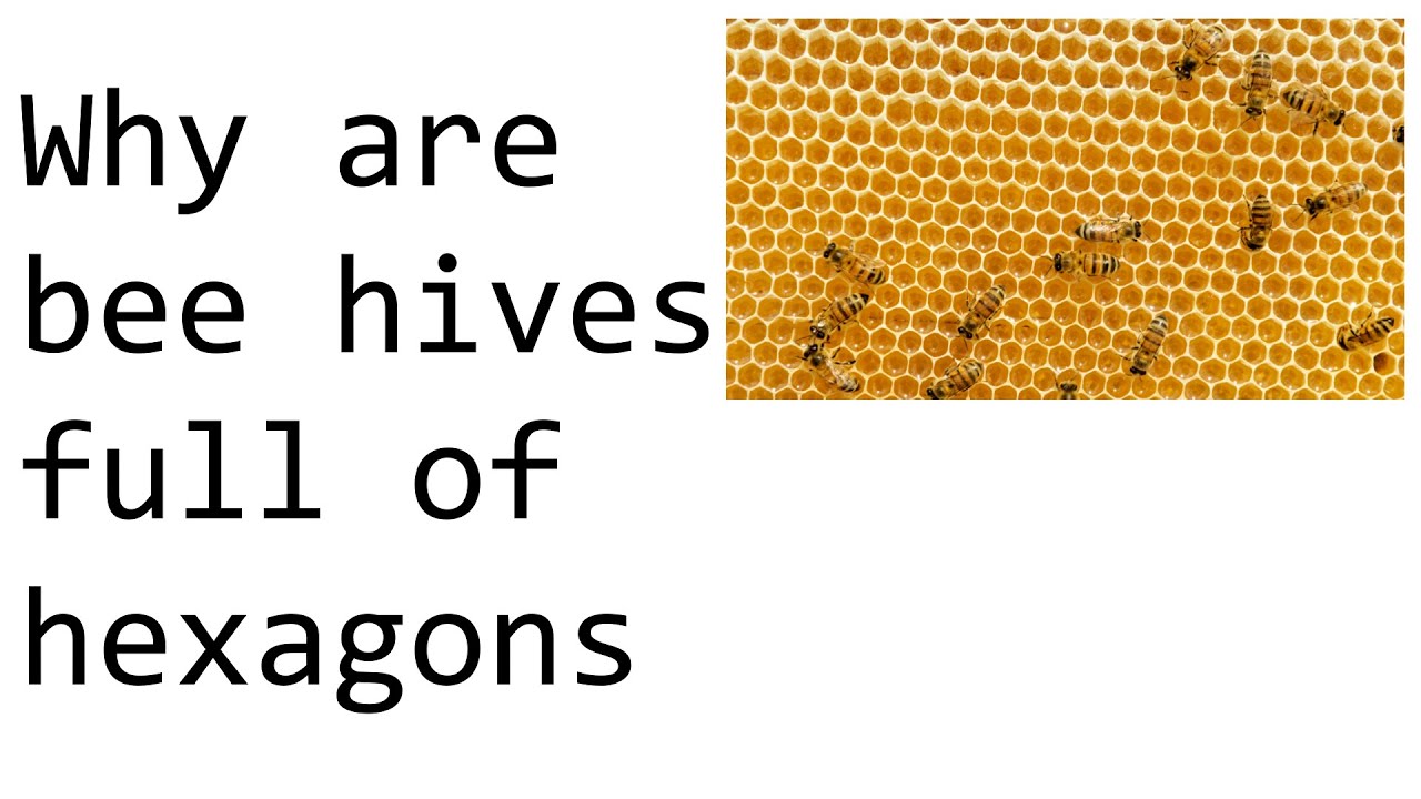 Why do bees create hexagons? - YouTube