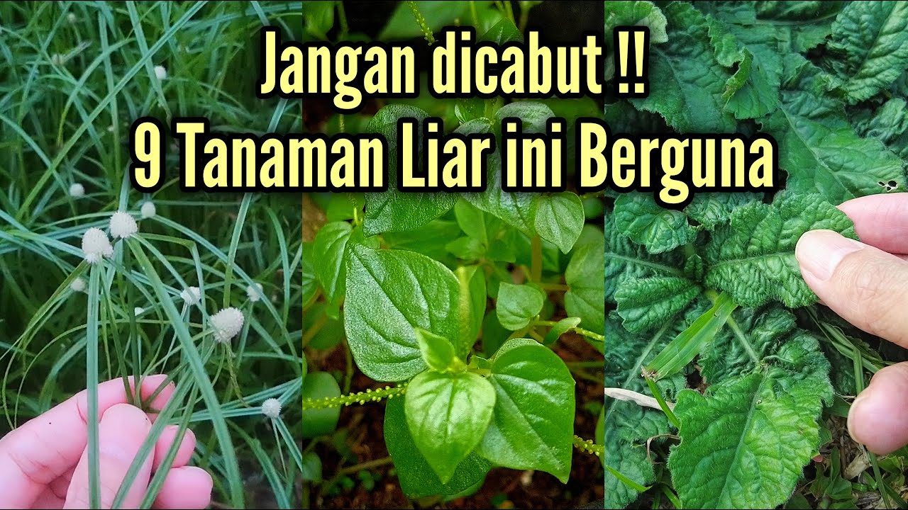 Banyak Khasiatnya !! Inilah 9 Tanaman Liar Yang Bermanfaat Bagi ...