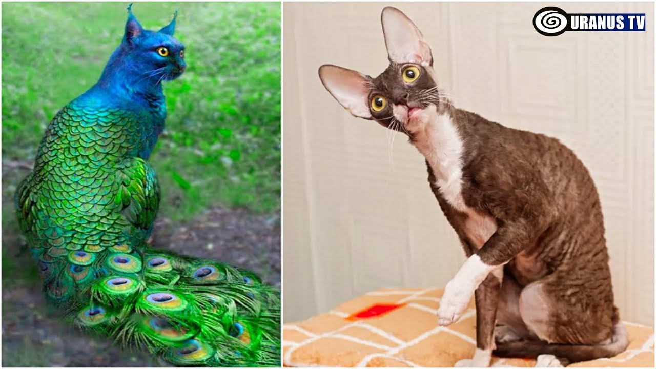 10 RAREST Cat Breeds In The World - YouTube