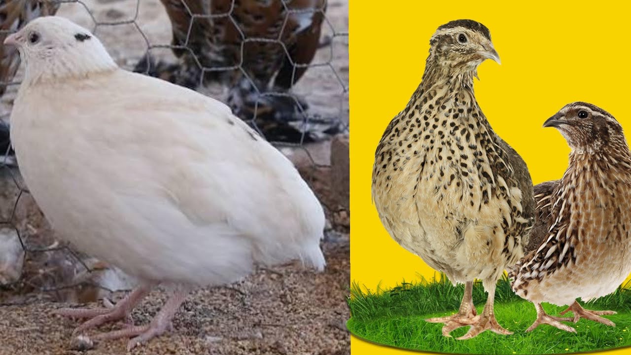 A DIFERENÇA DA CODORNA GIGANTE E JAPONESA + PESSAGEM vlogg. - YouTube