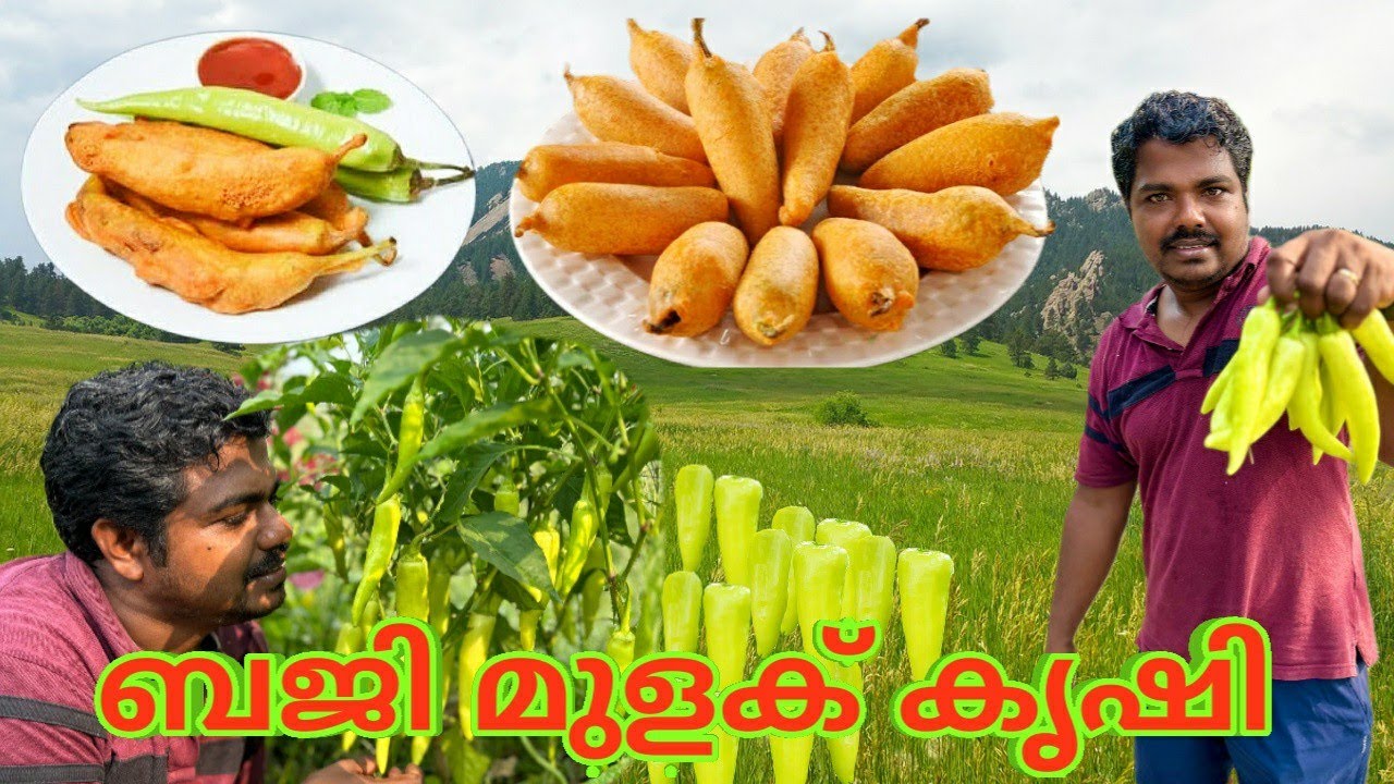 ബജിമുളക് കൃഷി - YouTube