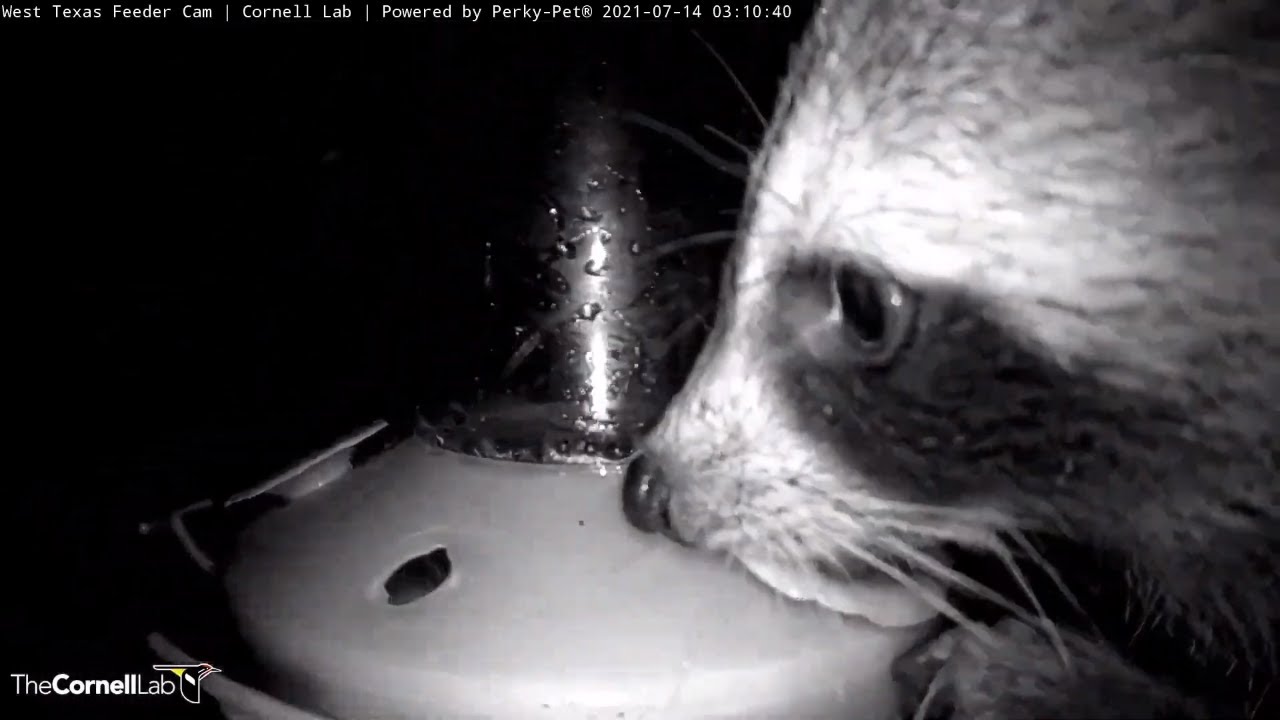 Raccoon Takes Down Hummingbird Feeder In West Texas – July 14, 2021 ...