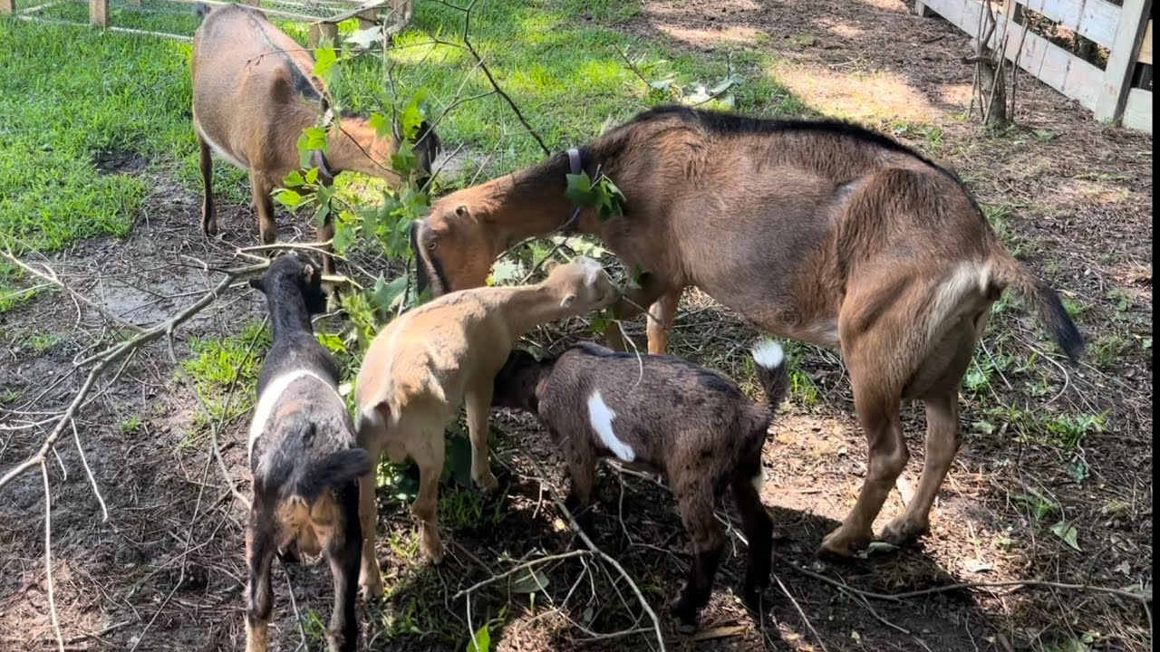 Finding A Snack For A Family Of 9 Goats 🐐 🐐🐐🐐🐐🐐🐐🐐🐐 - YouTube