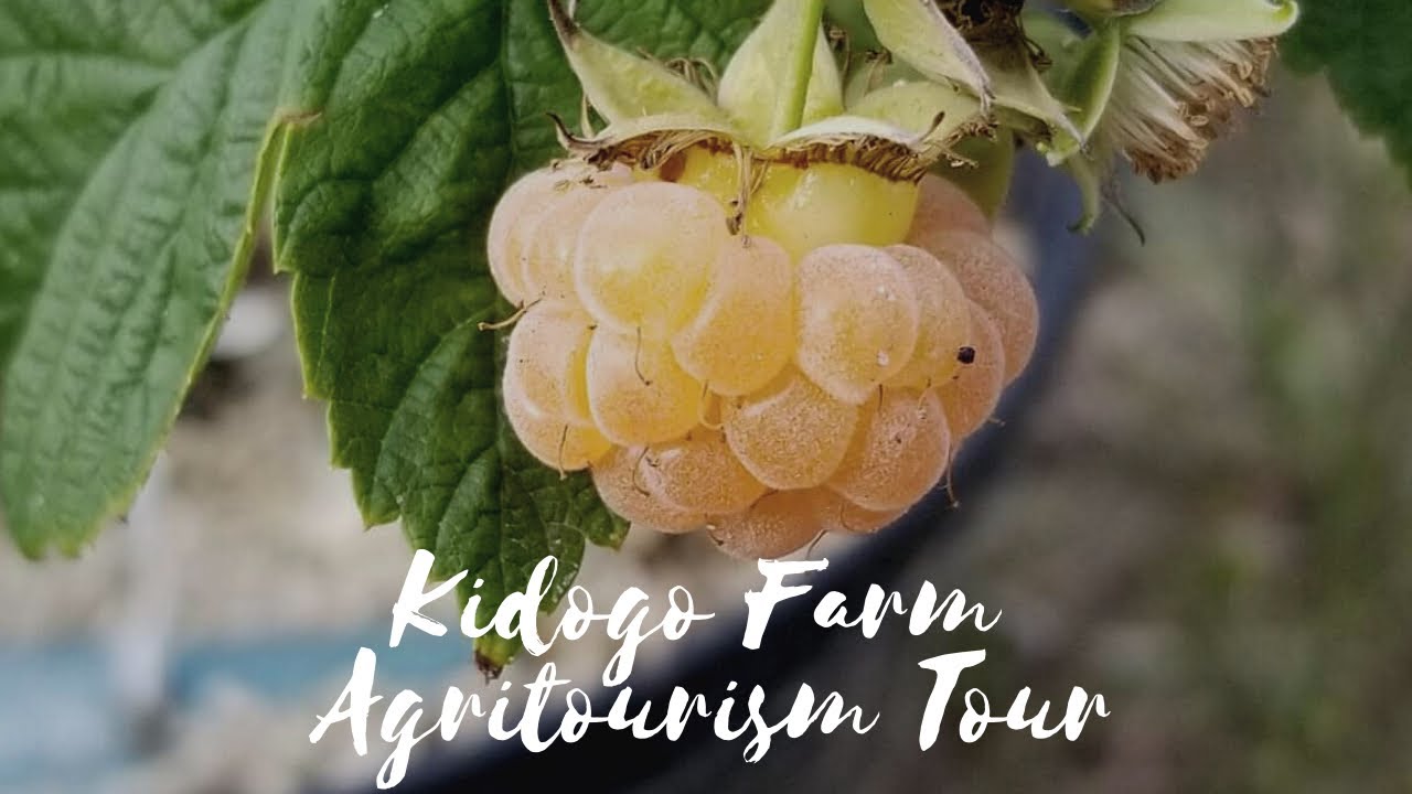 Farm/Agritourism Tour | Kidogo Farms - YouTube