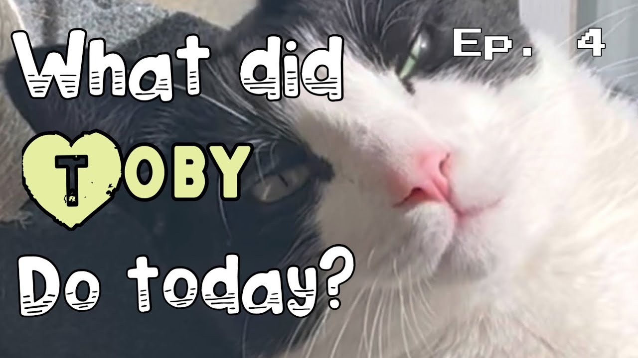 A Day In The Life Of Toby The Cat Episode 4! | Toby Tuesdays - YouTube
