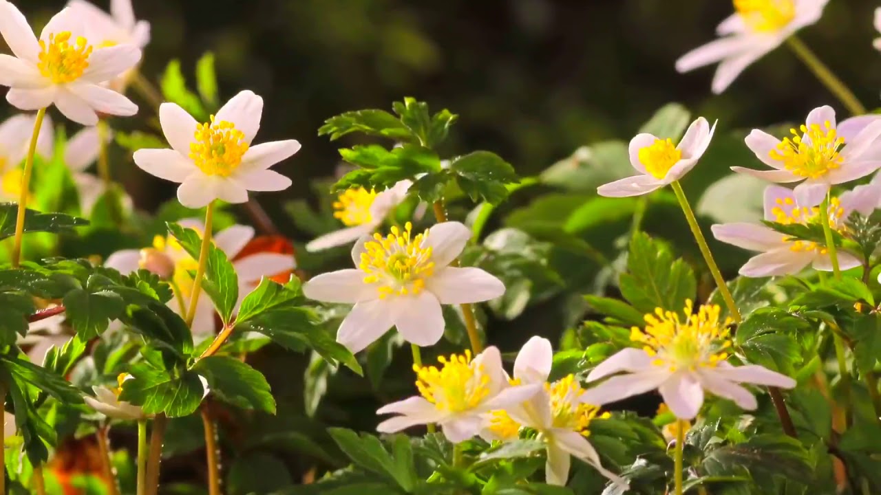 Flowers Amazing nature_ Beautiful blo(1080P_HD) - YouTube