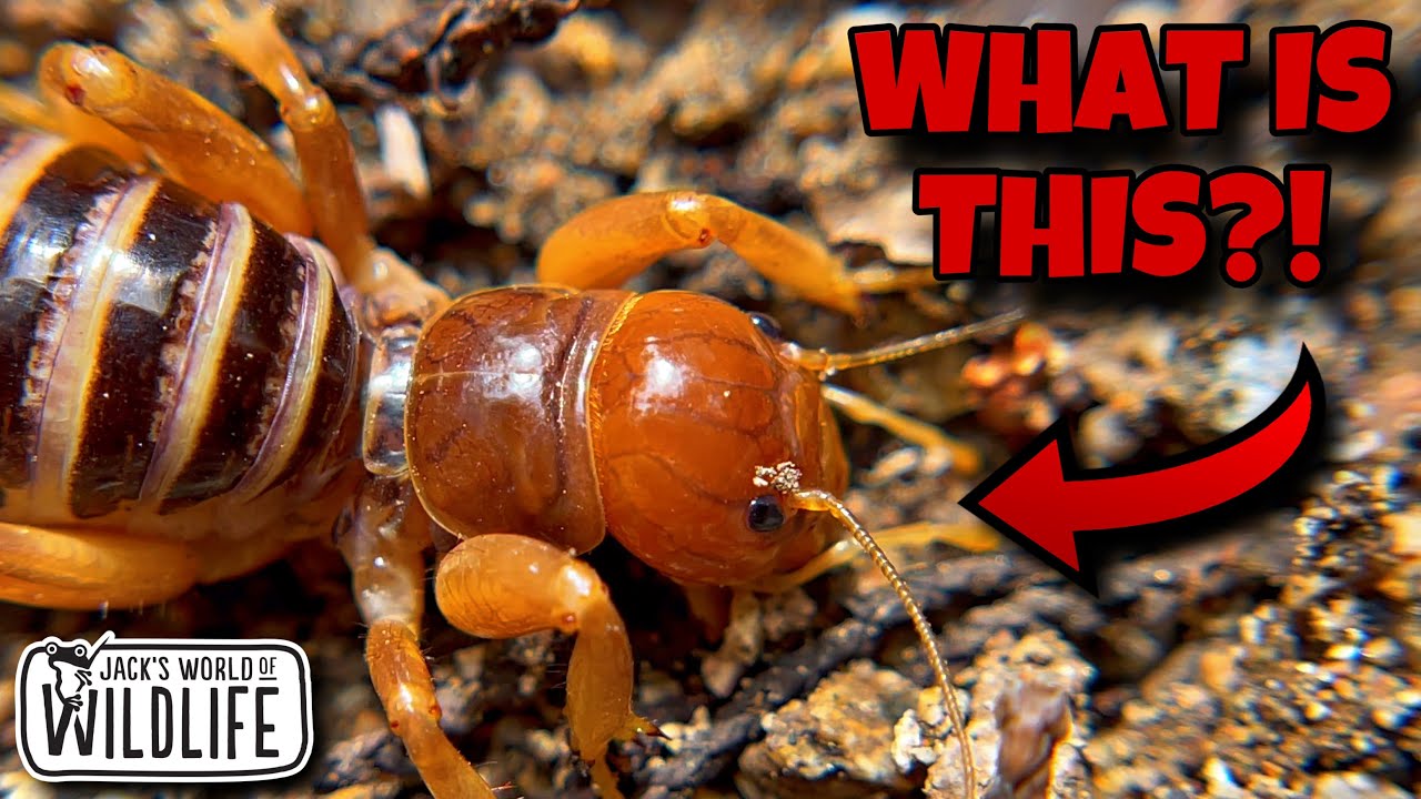 The STRANGEST Insect YOU'VE EVER SEEN! - YouTube