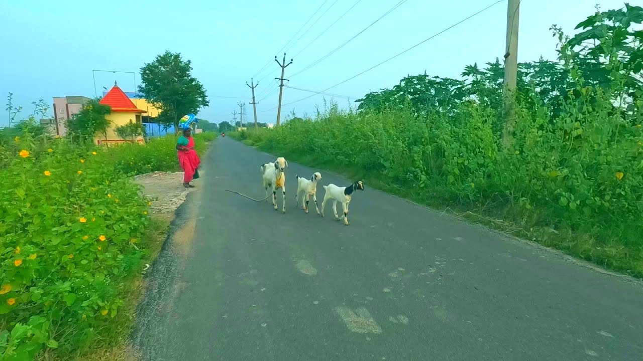 Indian countryside | Evening scenes of Rangasamudram to Andipatti road ...