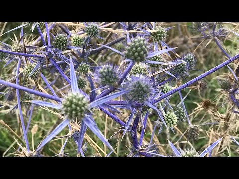 Boğa dikeni Eryngium amethystinum  Ernygium Campestre