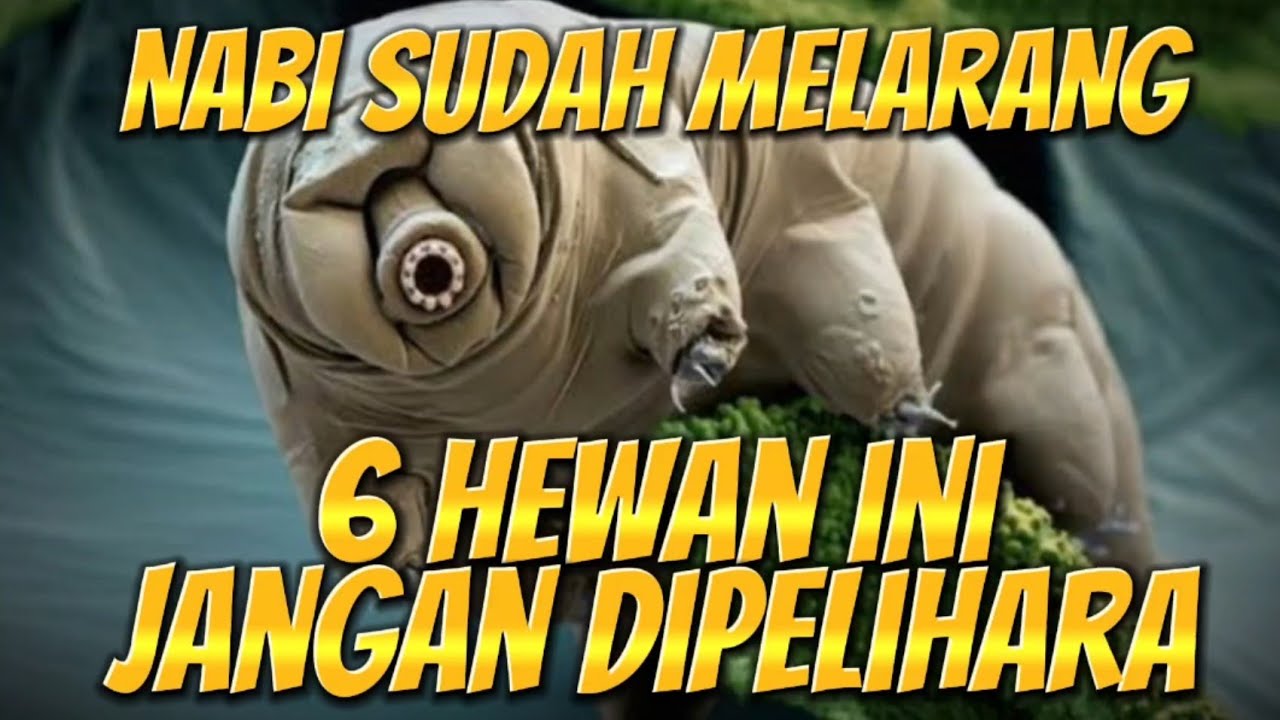 HATI HATI!! 6 HEWAN YANG DILARANG DIPELIHARA DALAM ISLAM - YouTube