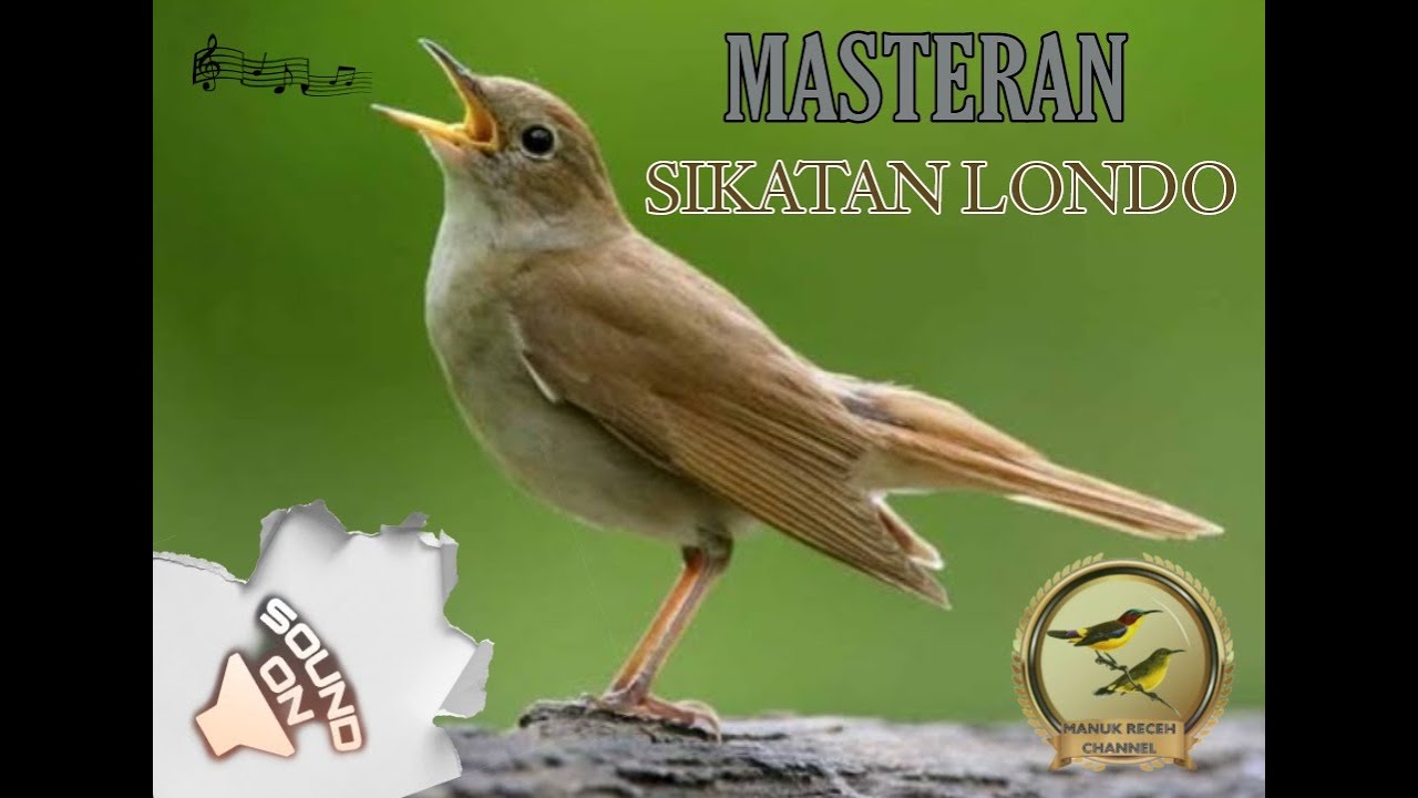 Suara Masteran Burung Sikatan Londo | Nightingale Sound - YouTube