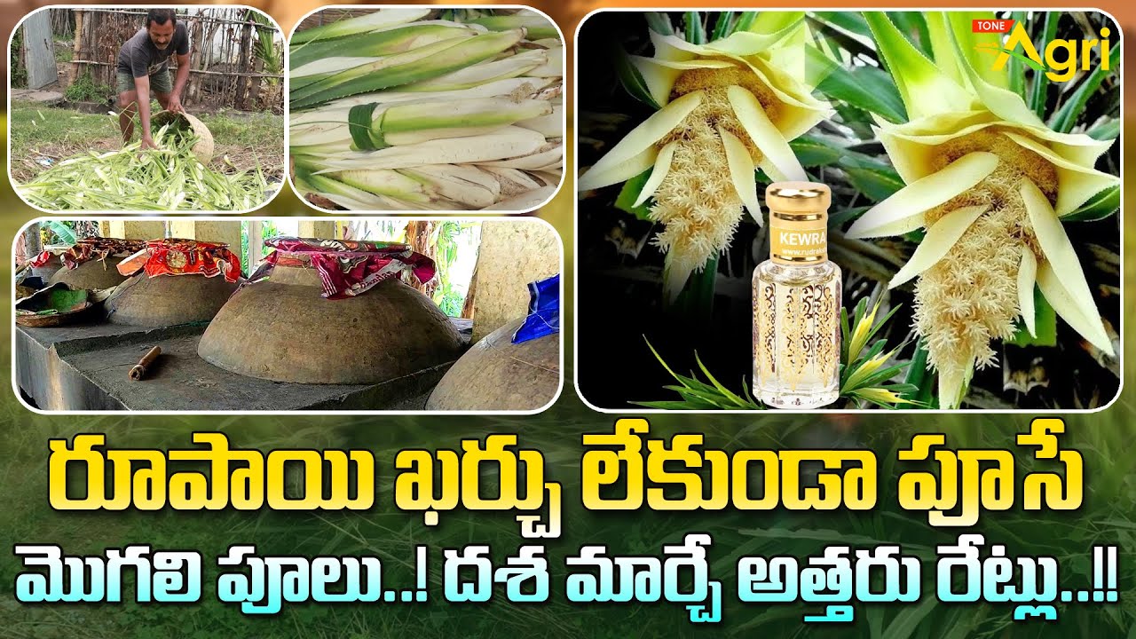 రూపాయి ఖర్చు లేకుండా పూసే మొగలి పూలు..! Mogali Puvvu Attar | Litter ...