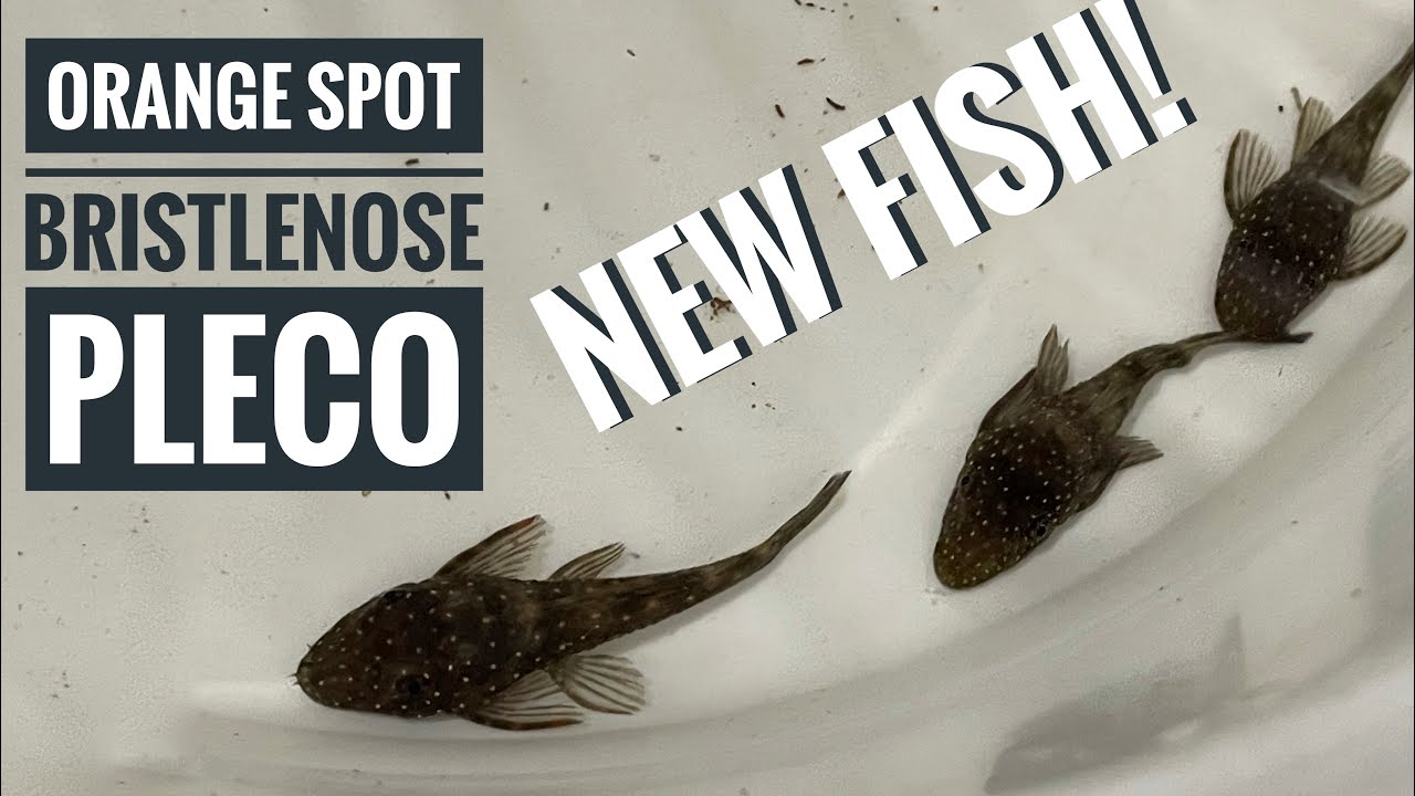 Orange Spot Bristlenose Pleco: Rio Ucayali: New Fish! - YouTube