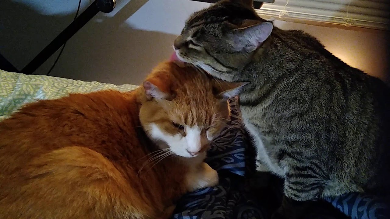 Cats snuggle - YouTube