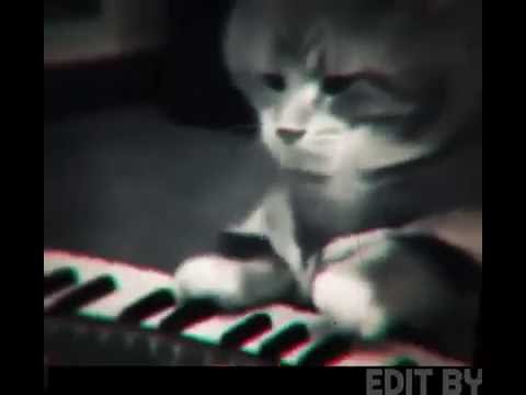 Rapci Kedi Edit (Remix Adama Aittir Ben Düzenledim