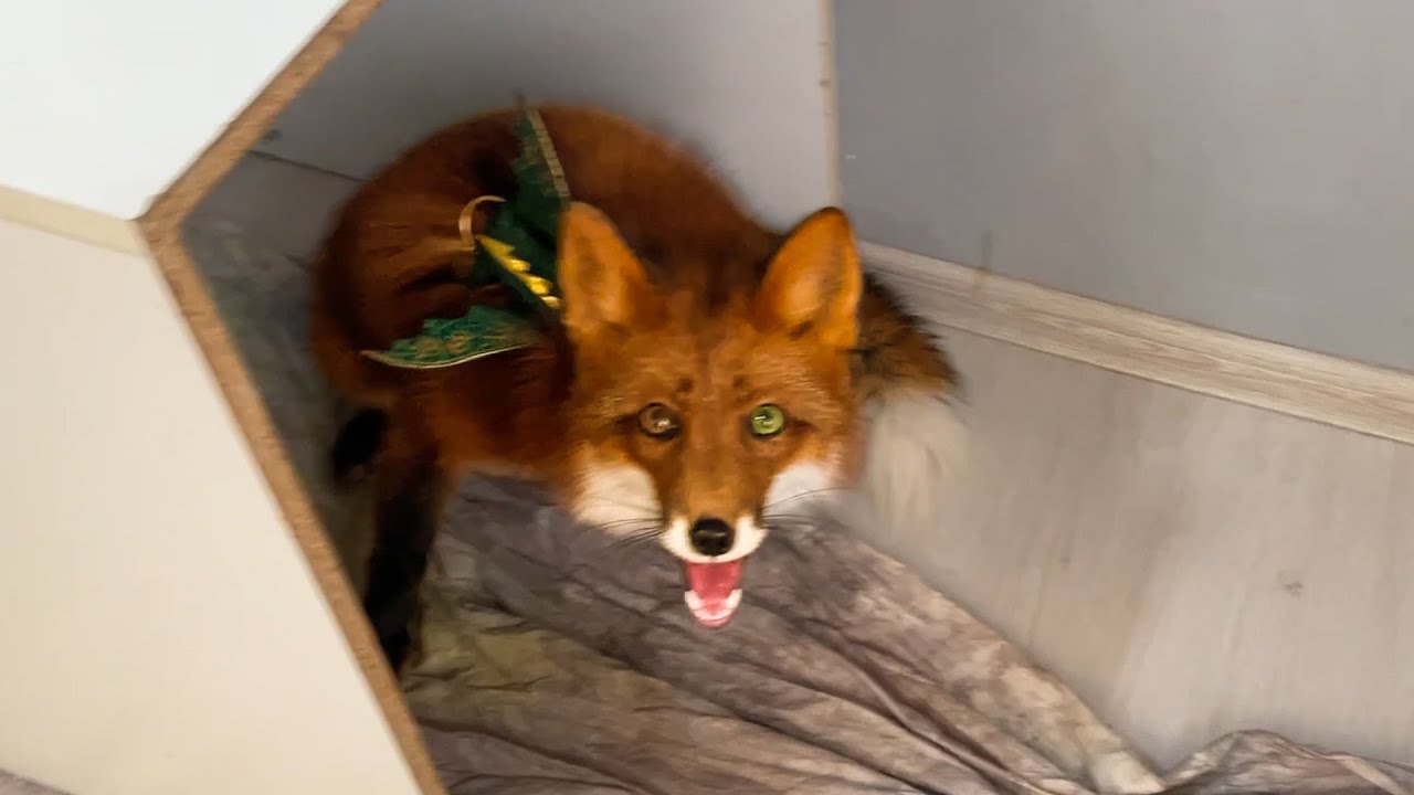 The fox is hiding from the dog. Fox got scared 🦊🐶 - YouTube