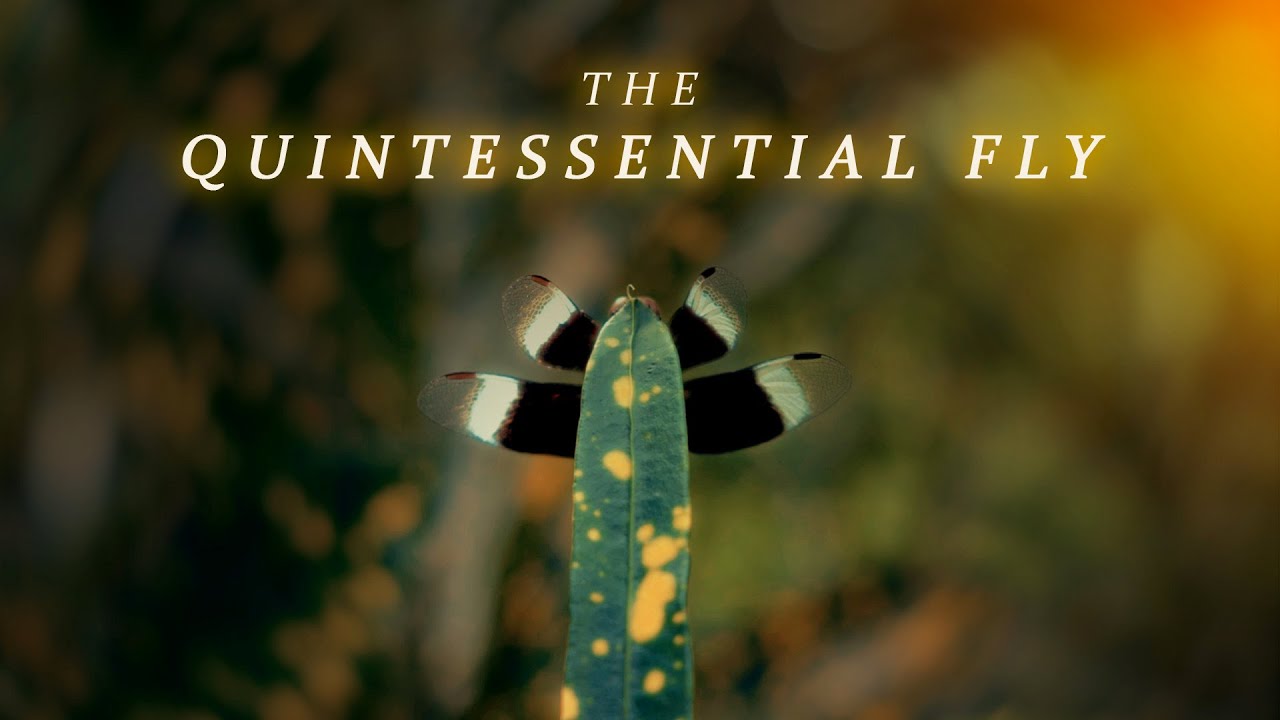 The Quintessential Fly | Shot on Panasonic Lumix S1 | Sigma 45mm | 4K ...