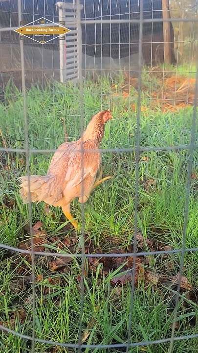 GOLDEN THAI PULLET | POJ QAIB EJ | SHOWBIRD |QAIB THAI | SHAMO | ASEEL | PAKOI | GANOI | - YouTube