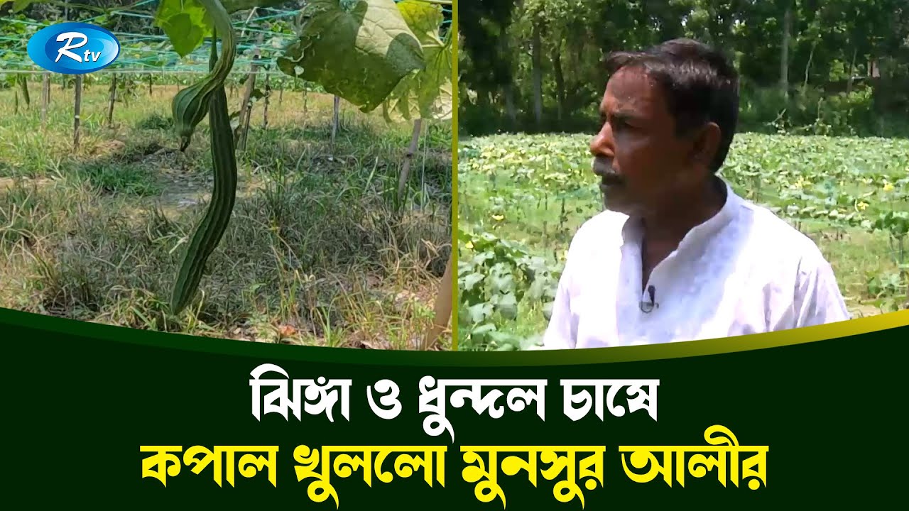 নাবী জাতের ঝিঙ্গা ও ধুন্দল চাষে কপাল খুললো কৃষক মুনসুর আলীর | Shrimp ...
