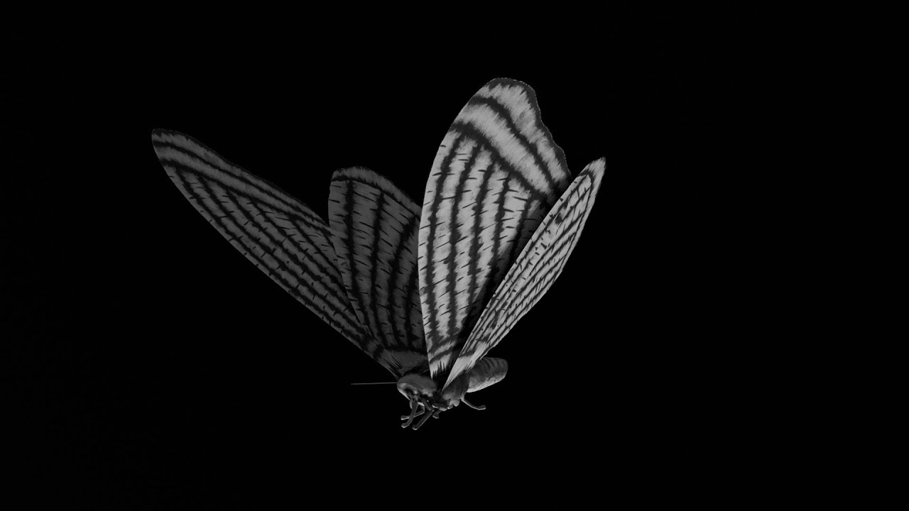 Moth x Human by Ellie Wilson - YouTube