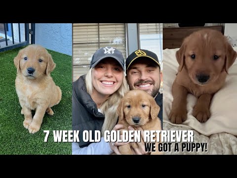 PICKING UP OUR 7 WEEK OLD GOLDEN RETRIEVER PUPPY! - YouTube