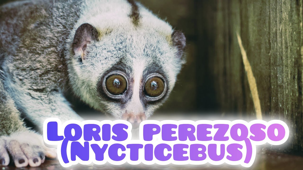 Todo lo que debes conocer sobre el Loris perezoso (Nycticebus) - YouTube