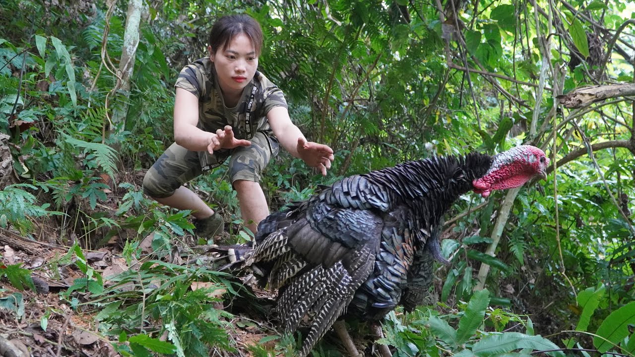 Detect turkey tracks, near shelters, set manual traps to catch them ...