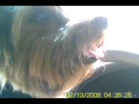 FRANCESCA YORKIE DRIVING CAR - YouTube
