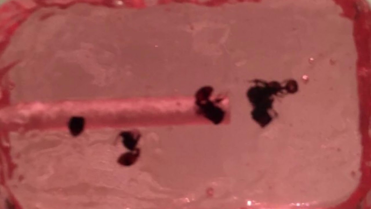Hotlix killer ant eating lollipop challenge - YouTube