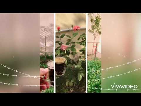 5 avqust qızıl gülüm 🌹