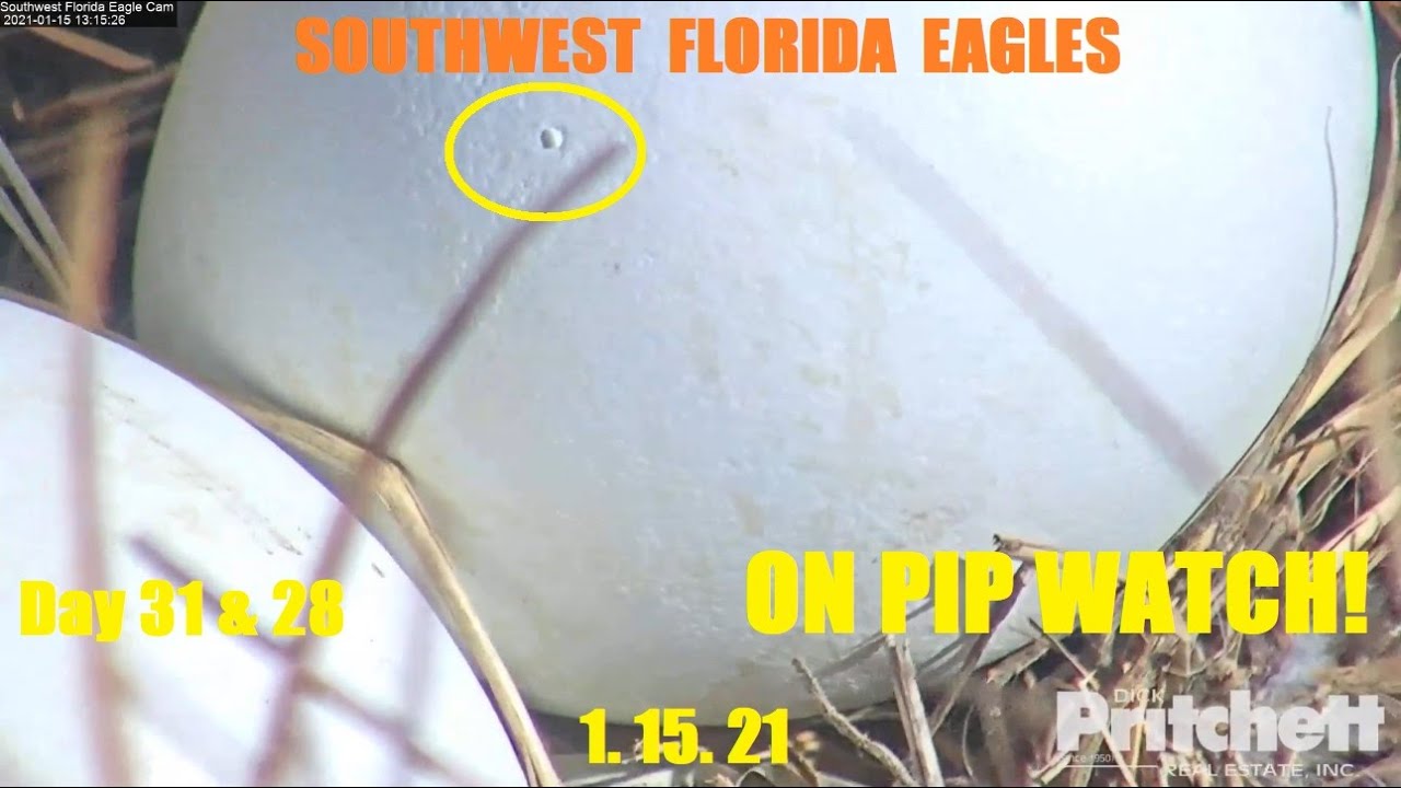 SWFL Eagles - !ON PIP WATCH! ~ Fish Delivery By Dad & EGGS CLOSE UP ️ 1 ...