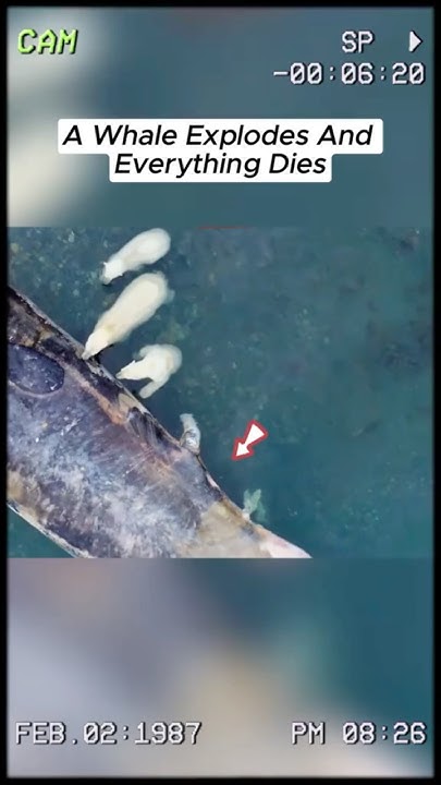 I Witnessed a Whale EXPLODE & What Happens Next is Shocking #animals # ...