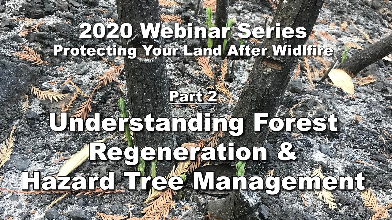 Understanding Forest Regeneration & Hazard Tree Management - YouTube