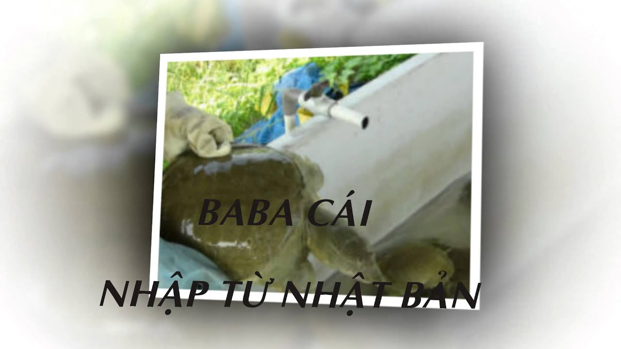 KỸ THUẬT NUÔI BABA CON MÙA LẠNH - YouTube