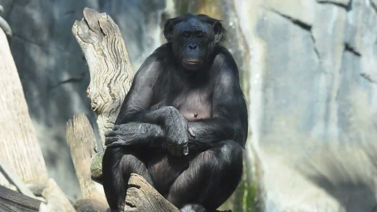 Bonobos at the San Diego Zoo (long version) - YouTube