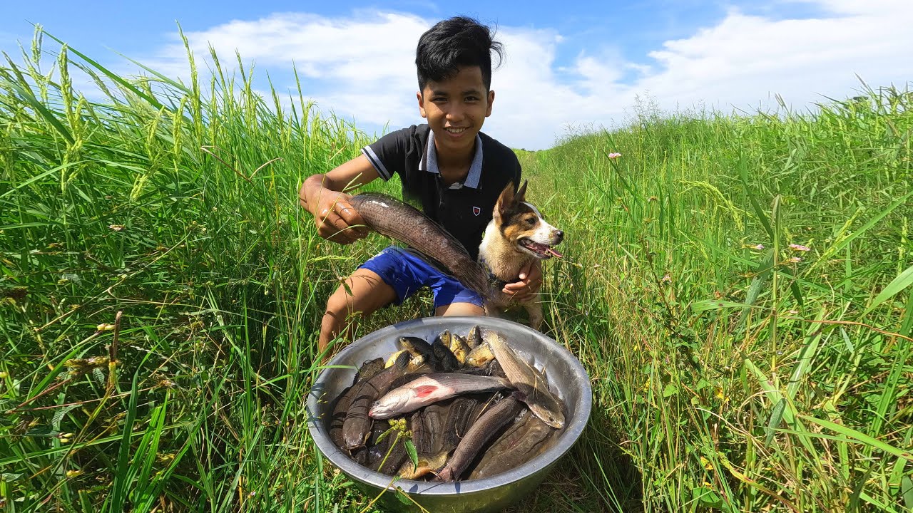 Amazing Catching Fish in Rice Field - YouTube