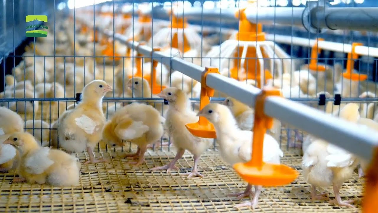 GREAT FARM Modern poultry farm Waterer line and Feeder line ground ...