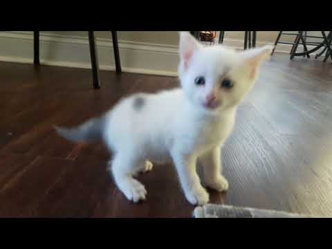 Twerking challenge kitty