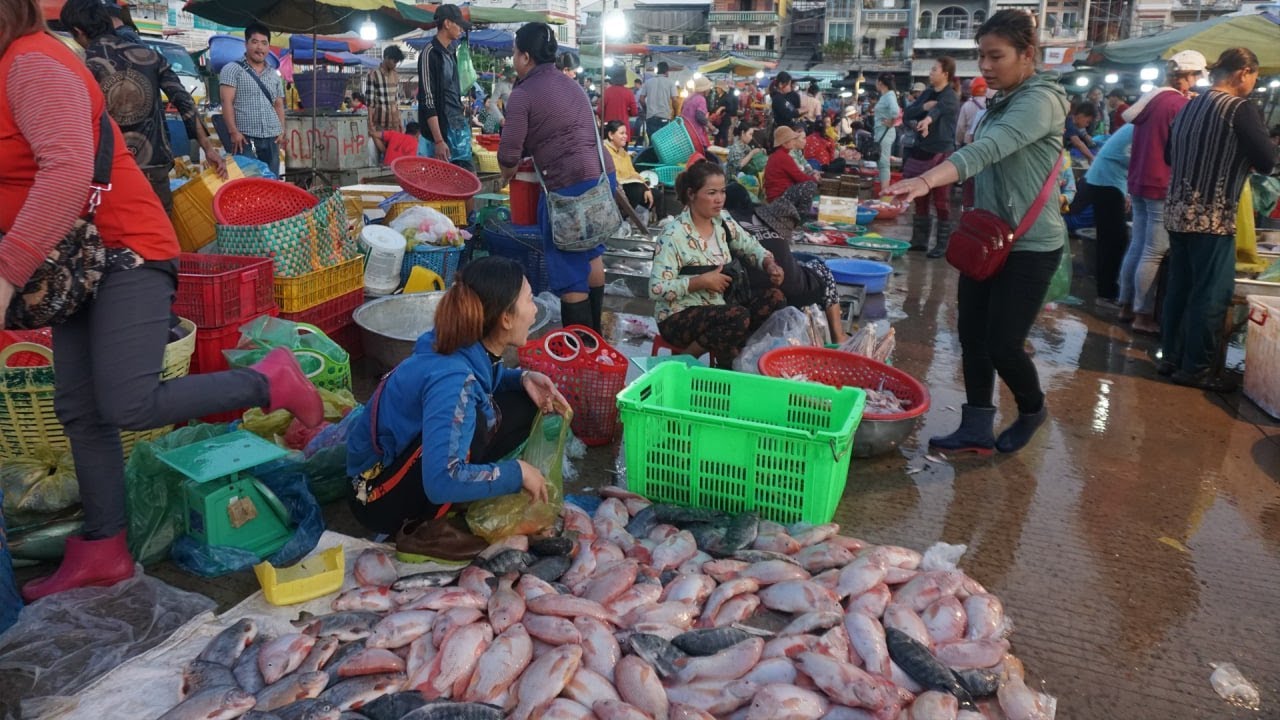 Cambodia Fish Market Scene - The Second Site Distribute Alive Fish, Day ...