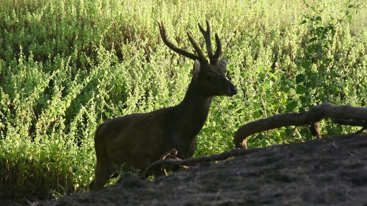 RUSA TIMOR (Cervus timorensis) - YouTube