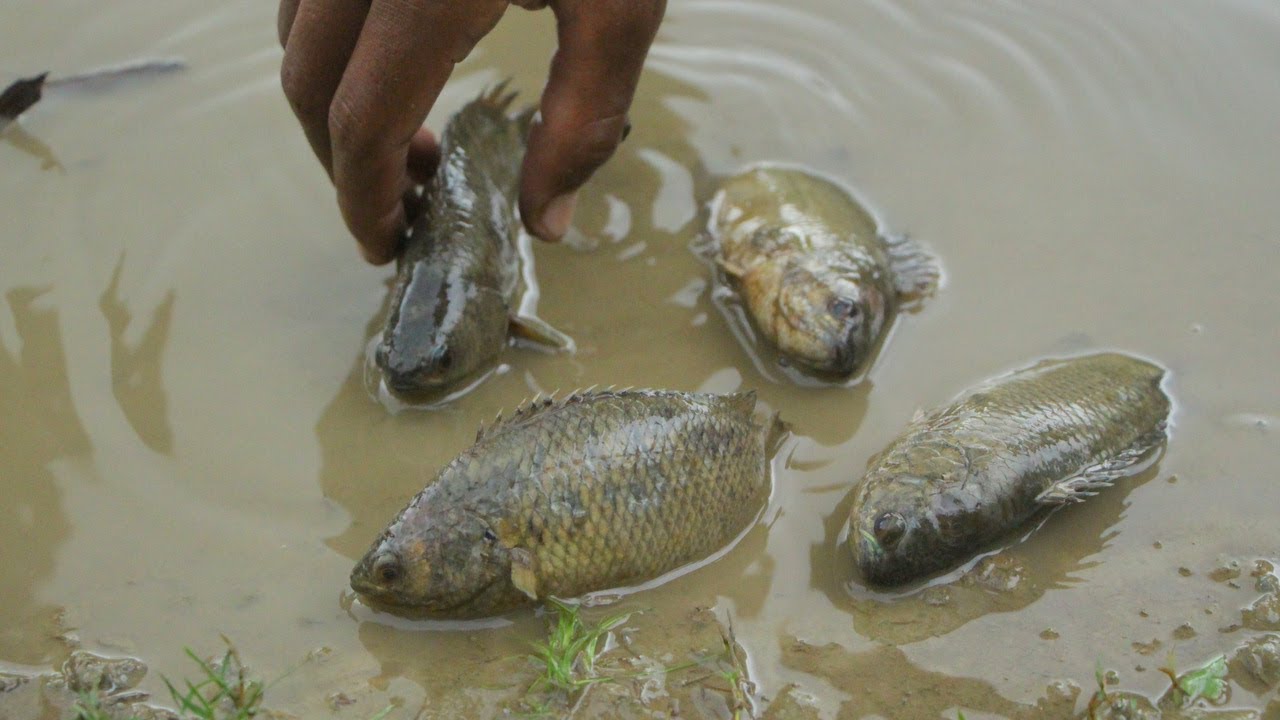 Fishing after Rain Koi Fish | Amazing Boy Catching Climbing Perch in ...