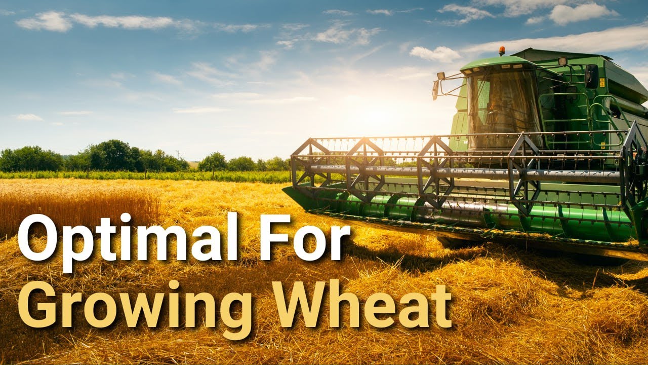 Optimal Conditions for Growing Wheat - YouTube